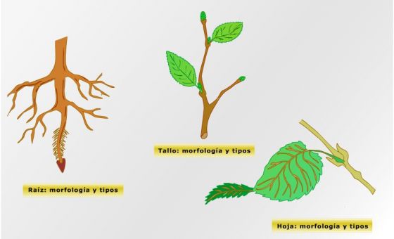 El cuerpo de las plantas :: Biomik